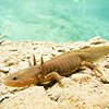 Amerovaranus coactlanensis - Mexican lizard by AmbystomaVelascii9 on ...