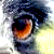 angry-emu User Profile | DeviantArt