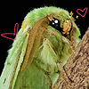 AngryFluffyMoth User Profile | DeviantArt