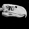 Barinasuchus User Profile | DeviantArt