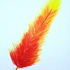 A Feather by LtStephanie on DeviantArt