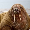 Chubbywalruses User Profile | DeviantArt