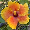 Carib by CicadaBerry on DeviantArt