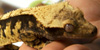 Chester The Juvenile Crested Gecko by NekoKunYoshi on DeviantArt