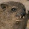 MeonSausage - Hobbyist, Writer | DeviantArt