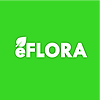 eflora User Profile | DeviantArt