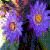 fire-queen User Profile | DeviantArt