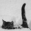 Dark Ariel perfect sexy body coiled in tentacles! by gothicseawitch on ...