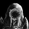 The Paler King by lazyman2020 on DeviantArt