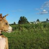 madysaurus User Profile | DeviantArt
