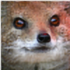 Mongoose by Spined on DeviantArt