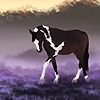 Frieslander Destrier Breeding Image by Night-Tides on DeviantArt