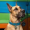Scooby-Doo in Real Life - Lying Down by ScoobyGotReal on DeviantArt