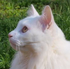 Looksie by StarlightClosen on DeviantArt