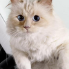 Explore the Best Lunabeatcats Art | DeviantArt