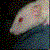 Tarada User Profile | DeviantArt