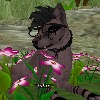 Cartoon Wolf Cub Icon PSD by Starwuff on DeviantArt