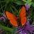 Ainalrami - Hobbyist, Photographer | DeviantArt