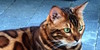 Artists-of-Animals | DeviantArt