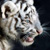 Blue-Tiger-Cub User Profile | DeviantArt