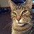 Cat-Xing User Profile | DeviantArt