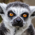demonlemurz User Profile | DeviantArt