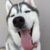 derp-Husky User Profile | DeviantArt