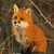 Deviousfoxdesigns User Profile | DeviantArt