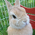 disapprovingrabbit User Profile | DeviantArt