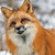 Foxre User Profile | DeviantArt