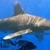 FredTheShark User Profile | DeviantArt