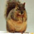 funky-squirrel User Profile | DeviantArt