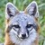 GreyFox789 User Profile | DeviantArt