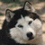 HalfDogDemon User Profile | DeviantArt