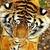 Horkeukamui User Profile | DeviantArt
