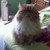 ittybittyprettykitty - Hobbyist, Artisan Crafter | DeviantArt