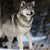 Kamots-Silver-Wolf User Profile | DeviantArt