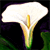 LavishLily - Hobbyist, Digital Artist | DeviantArt
