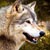 Lykos-Nightwolf User Profile | DeviantArt