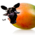 Mangle-the-mango User Profile | DeviantArt