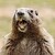 Marmot88 User Profile | DeviantArt