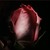 MidnightAngel98 User Profile | DeviantArt