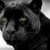Panther962 - Hobbyist, Photographer | DeviantArt