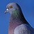 Pigeoninslippers - Hobbyist, Digital Artist | DeviantArt