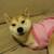 PotatoDoggo - Hobbyist, General Artist | DeviantArt