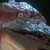 Rodan5693 User Profile | DeviantArt