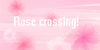 Rose-Crossing | DeviantArt