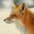 shyfox2121 User Profile | DeviantArt