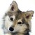 Simone-the-wolf - Hobbyist, General Artist | DeviantArt
