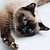 Stacey-Ito-5 User Profile | DeviantArt